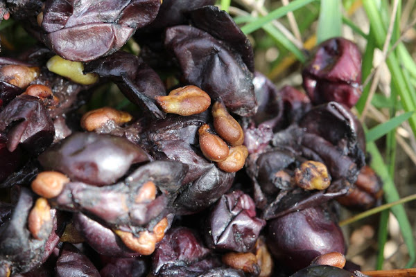 animal droppings | Project Noah