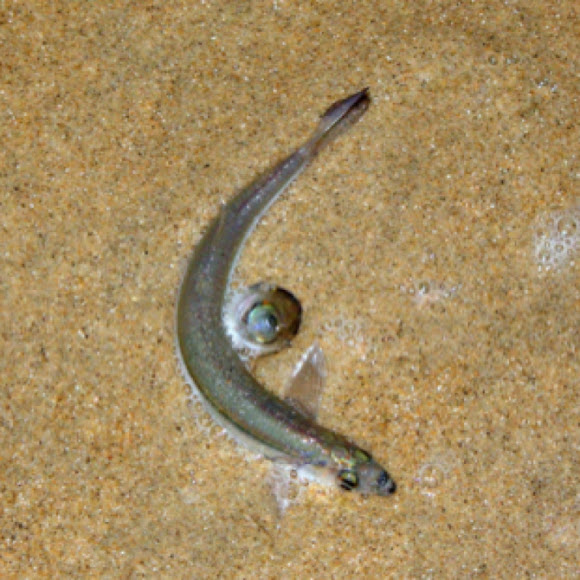 California Grunion | Project Noah