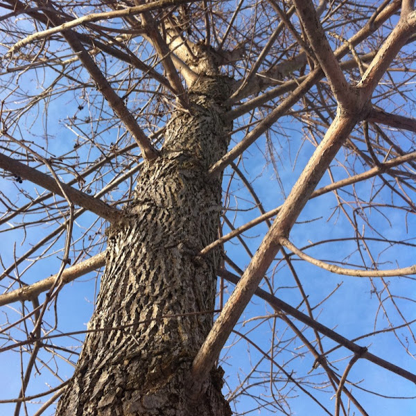 White ash | Project Noah