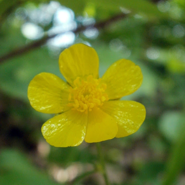 Tall Buttercup | Project Noah