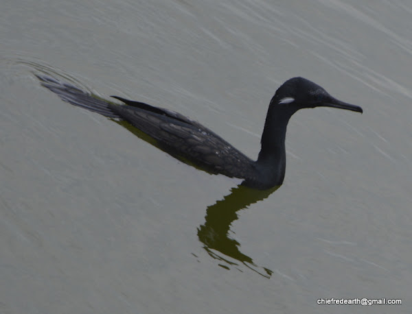 Indian Cormorant | Project Noah
