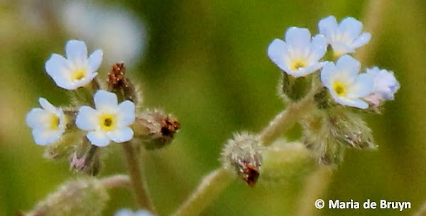 Wild Comfrey | Project Noah