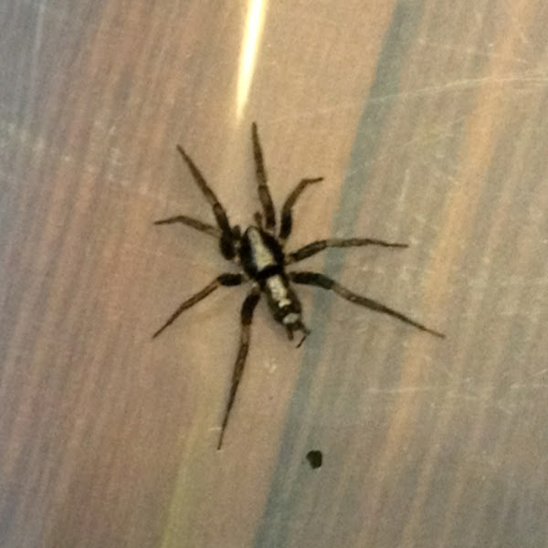 Eastern parson spider | Project Noah