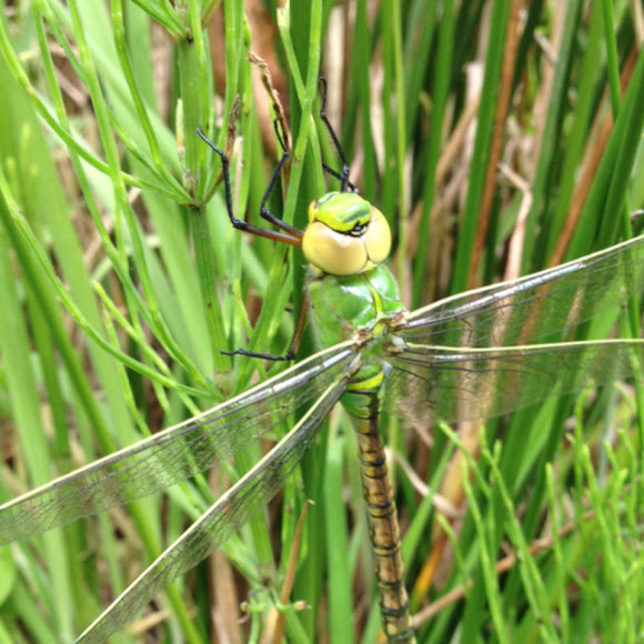Grote keizerlibel | Project Noah