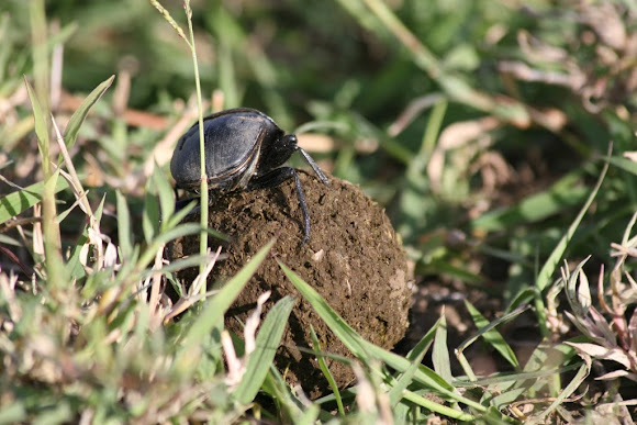 African Dung Beetle | Project Noah