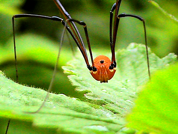 Harvestman | Project Noah