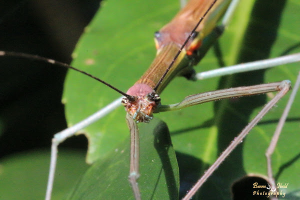 Winged stick insect | Project Noah
