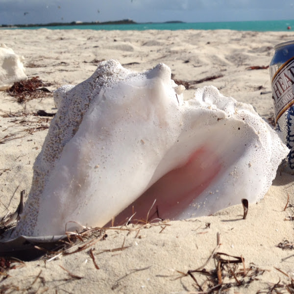 Queen Conch | Project Noah