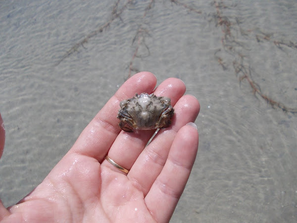 Grey swimming crab | Project Noah