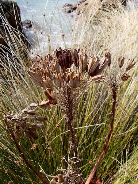 Zebra Aloe | Project Noah