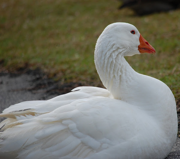 Embden Goose | Project Noah