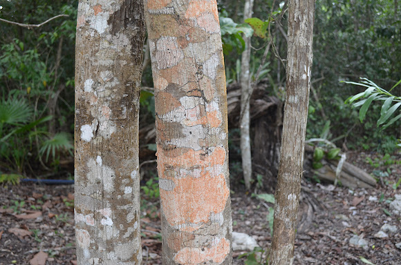 CheChen | Project Noah