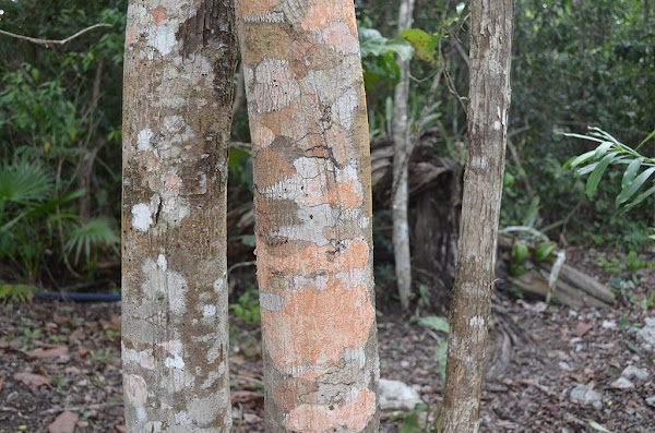 CheChen | Project Noah