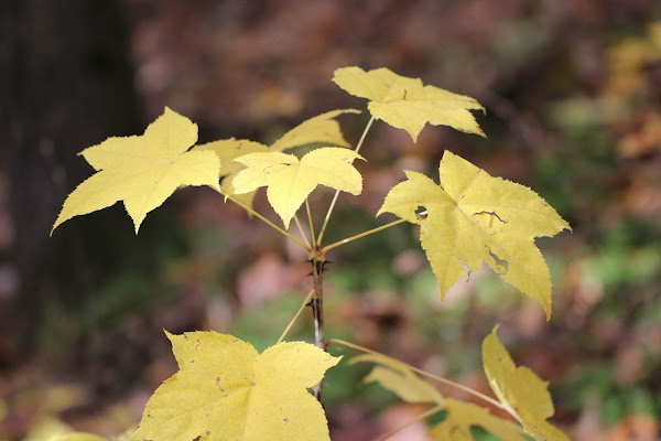 Prickly Castor Oil tree | Project Noah