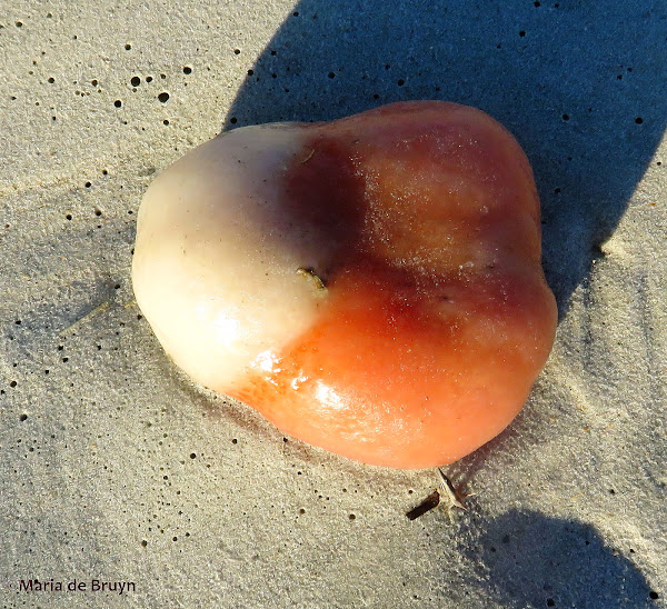 Sea pork | Project Noah