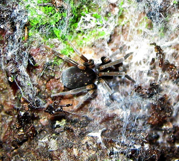 Cave Crevice Weaver | Project Noah