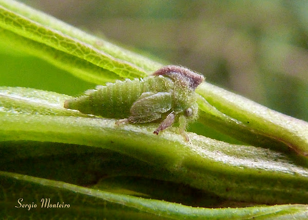 Treehopper nymph | Project Noah