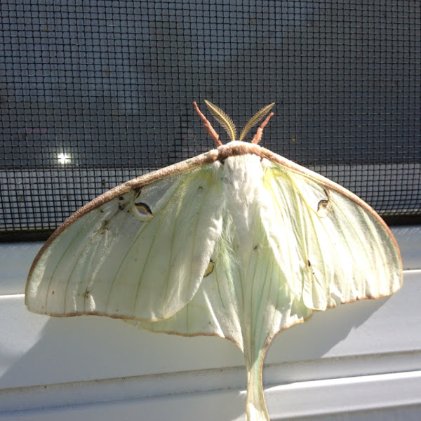 Luna Moth | Project Noah