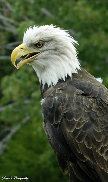 Bald Eagle | Project Noah