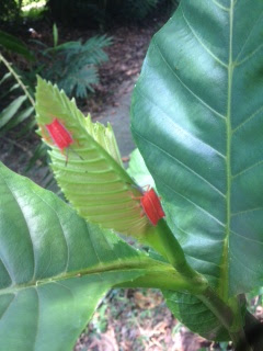 Shield Bug Nymph | Project Noah