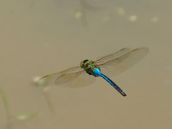 Common Green Darner dragonfly (male, in flight) | Project Noah