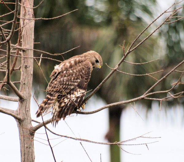 Red shouldered hawk | Project Noah