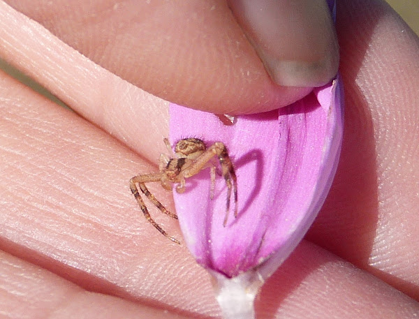 Flower crab spider (male) | Project Noah