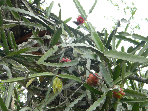 Pitaya Roja - Costa Rican Pitahaya - Dragon Fruit | Project Noah