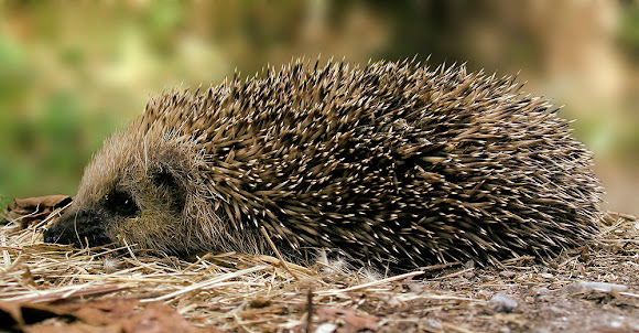 Erizo europeo (European Hedgehog) | Project Noah