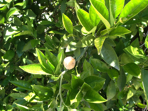Mantodea eggs package. Paquete huevos mantodea | Project Noah