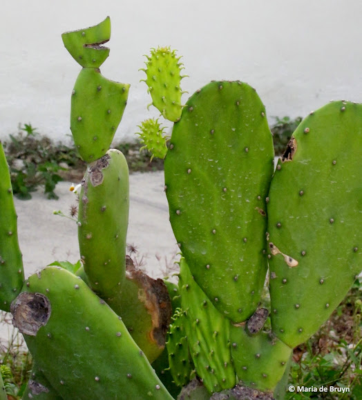 Paddle cactus | Project Noah