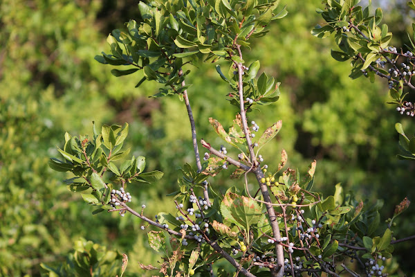 Northern bayberry | Project Noah
