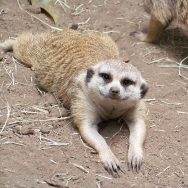 Meerkat | Project Noah