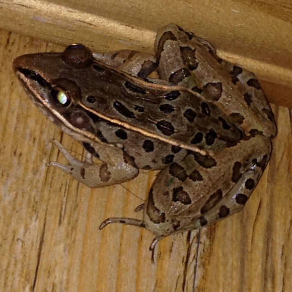 Plains Leopard Frog | Project Noah