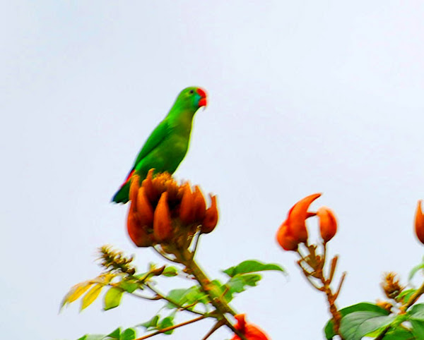 Philippine Hanging parrot | Project Noah