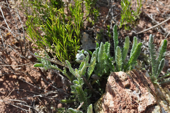Western Yarrow | Project Noah