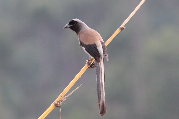 Himalayan Treepie | Project Noah