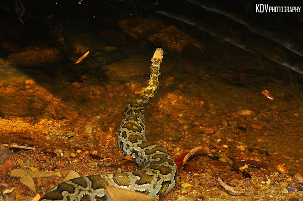 Indian Rock Python | Project Noah