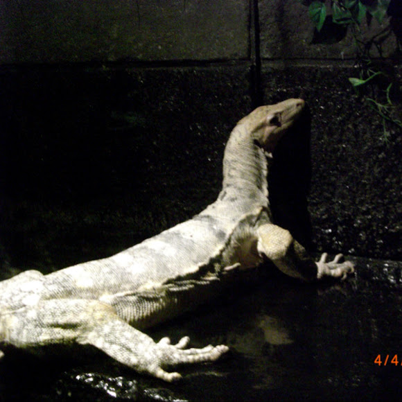 Albino Asian water monitor | Project Noah