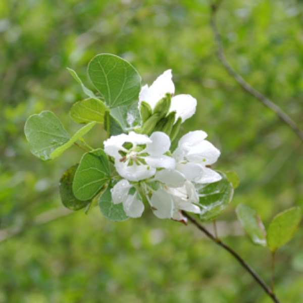Anacacho Orchid Tree | Project Noah