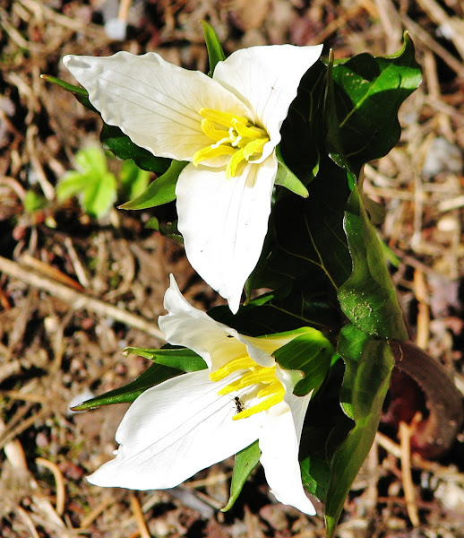 Trillium | Project Noah