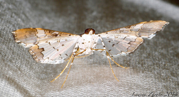 Bean Pod Borer Moth | Project Noah