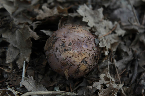 Cortinarius iodes, spotted cort, or viscid violet cort | Project Noah