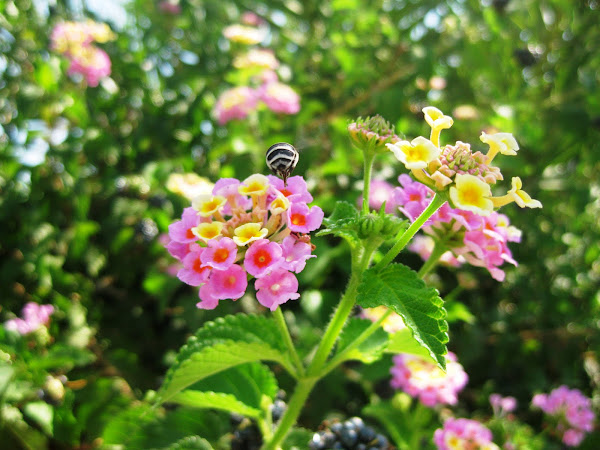 Lantana or verbena . | Project Noah