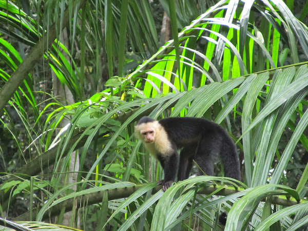 Capuchin Monkey | Project Noah