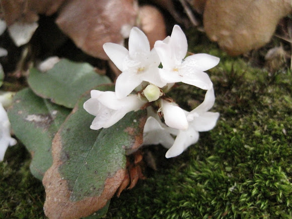 Trailing Arbutus | Project Noah