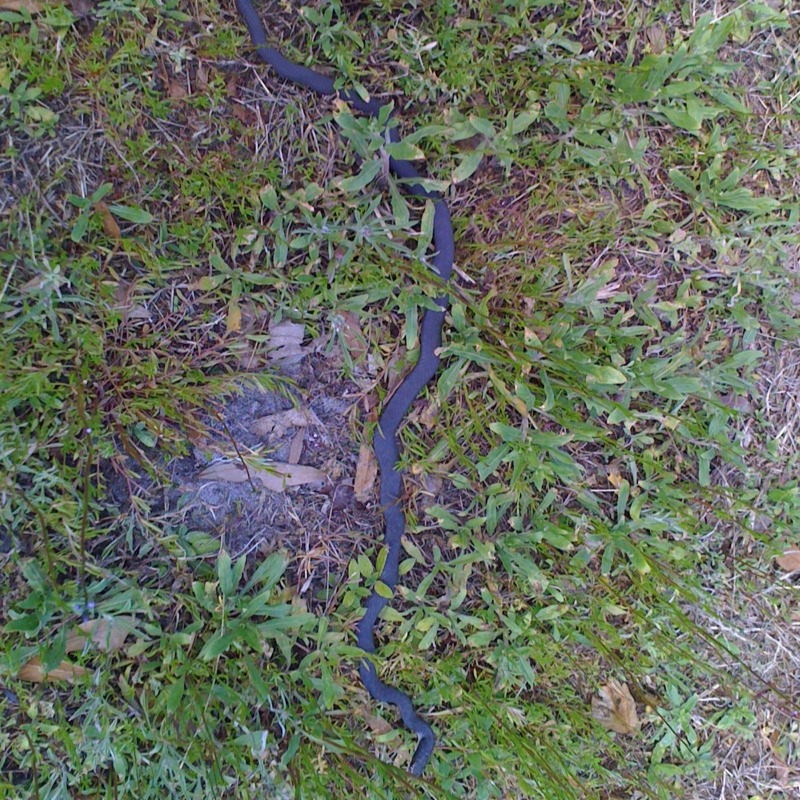 Snake | Project Noah