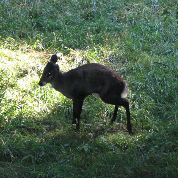 Tufted Deer | Project Noah