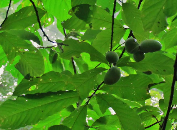 Native American Paw Paw | Project Noah