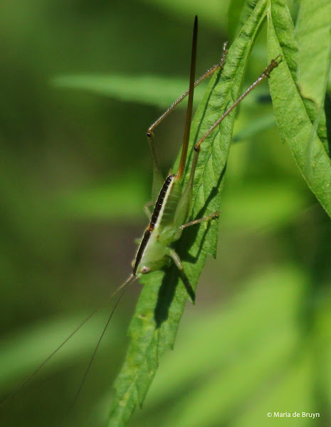 Meadow katydid, female | Project Noah